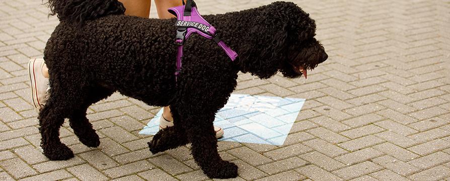 Service Animals | Disability Services | SFA